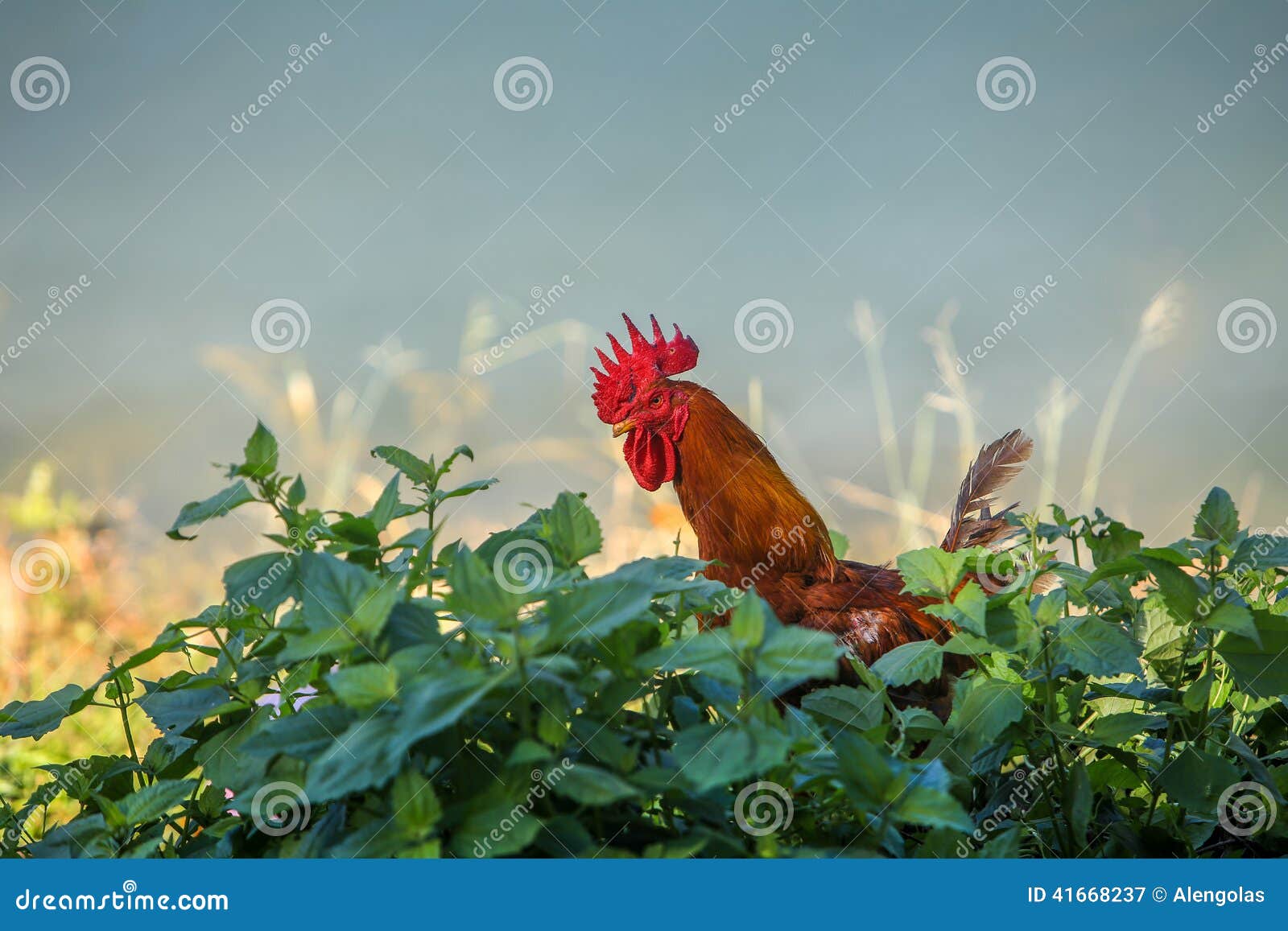 Rooster on the Green Forest Background Stock Image - Image of cluck ...