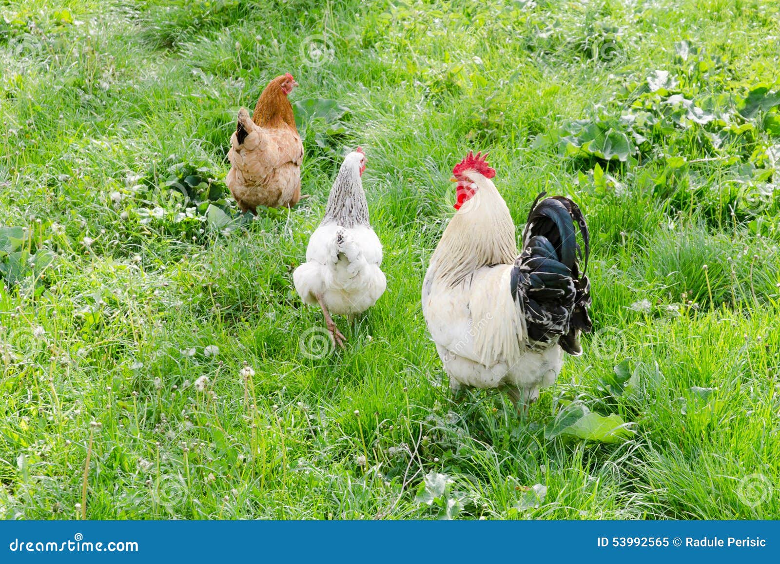 Rooster stock image. Image of poster, rooster, horizontal - 53992565