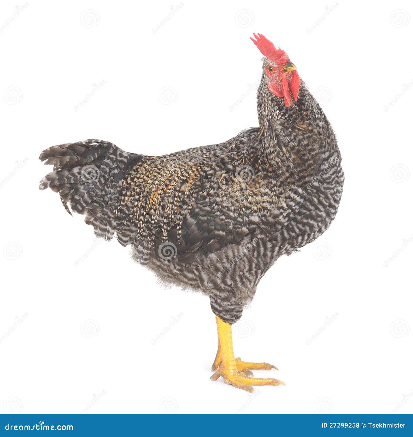Rooster grey stock photo. Image of cockerel, chicken - 27299258