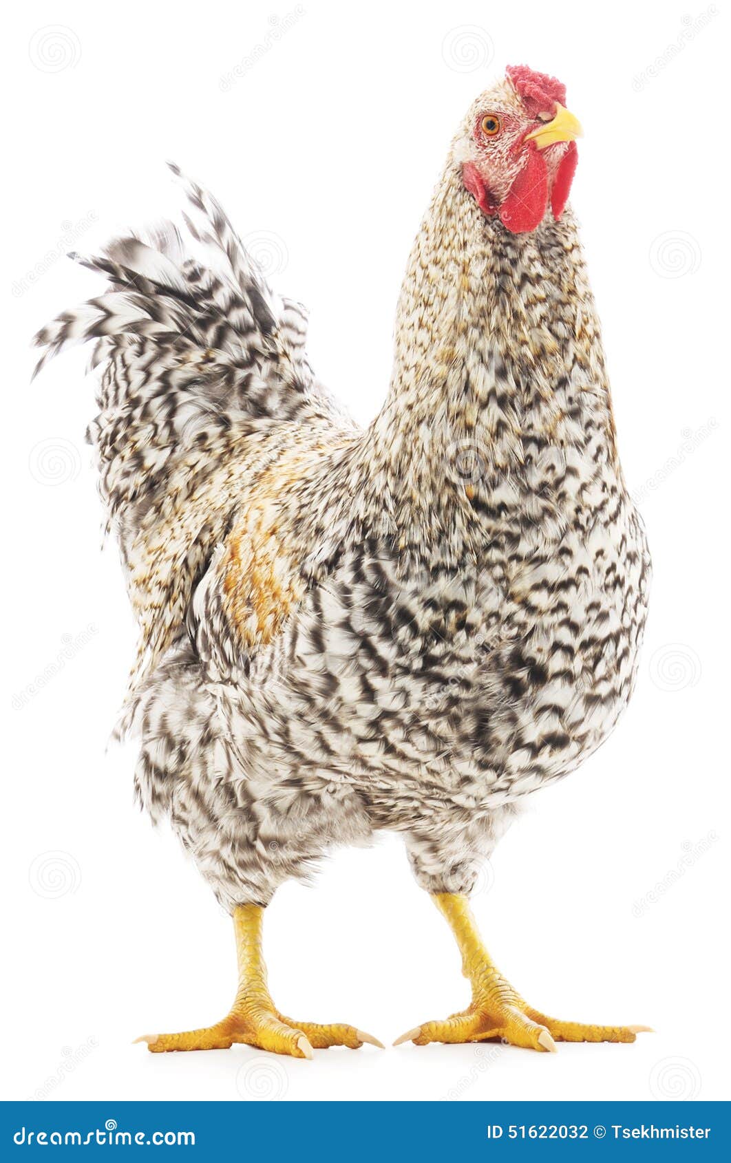 Rooster grey stock photo. Image of studio, color, cockerel - 51622032