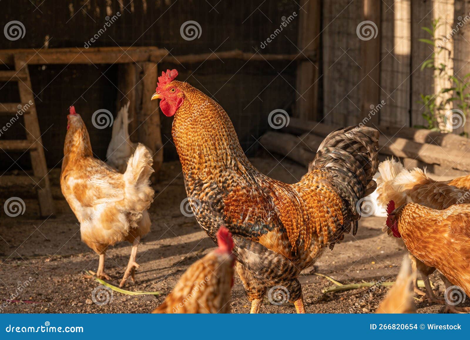 Rooster and Group of Hens in the Farm Stock Photo - Image of livestock ...