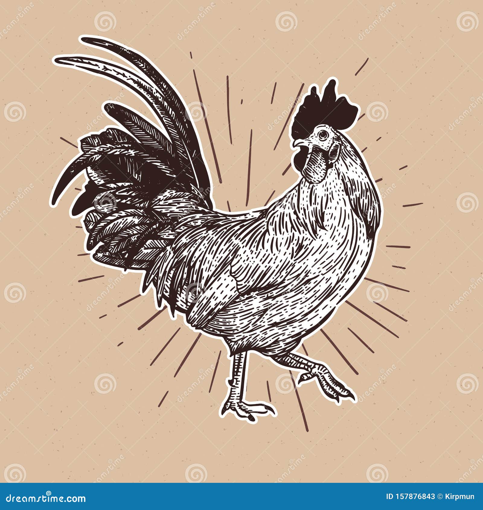 Rooster, Hand Draw Sketch Vector Stock Vector - Illustration of farm ...