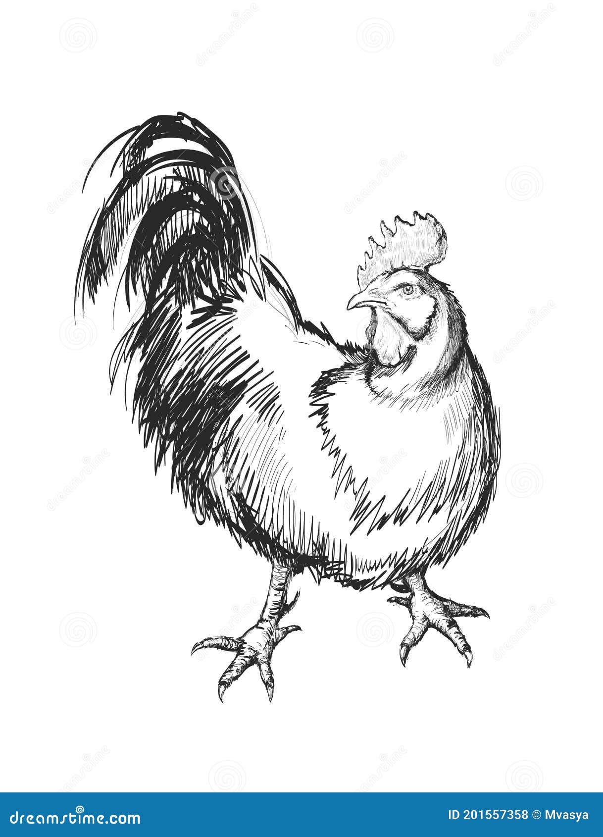 Rooster Hand Drawing Vector Illustration Stock Vector - Illustration of ...