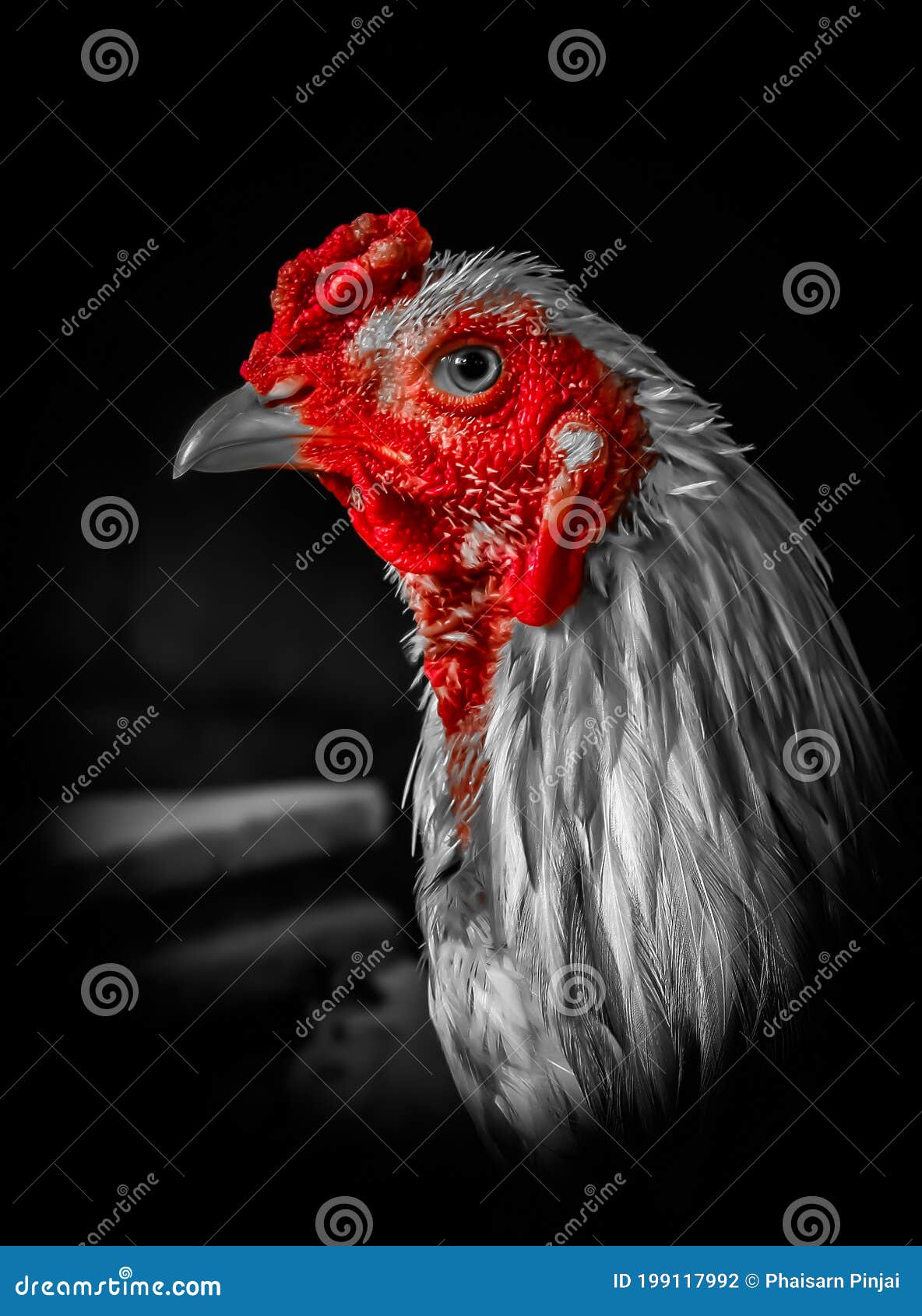 Fighting Rooster Face