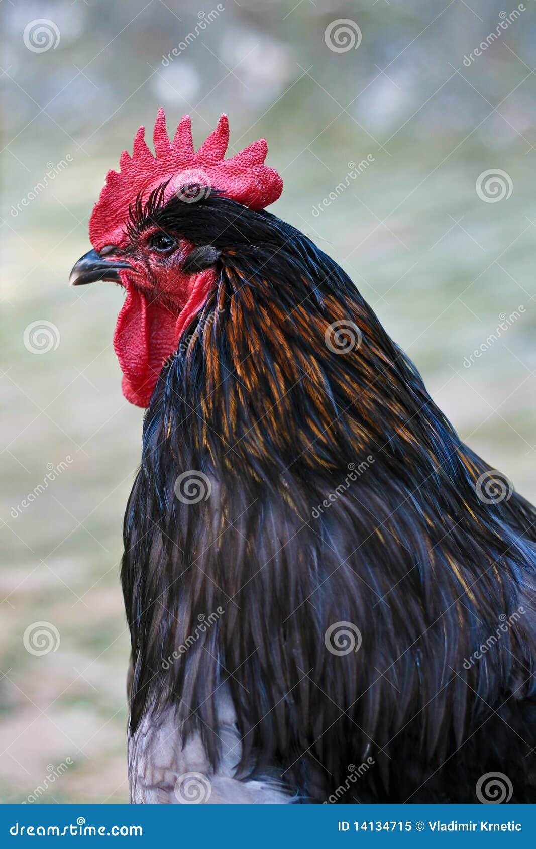 Rooster head stock image. Image of beak, domestic, rooster - 14134715