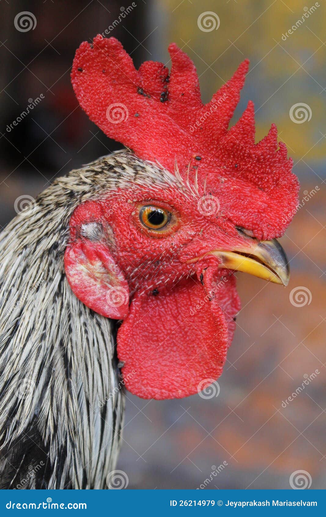 Rooster head stock image. Image of rooster, eyes, feathers - 26214979