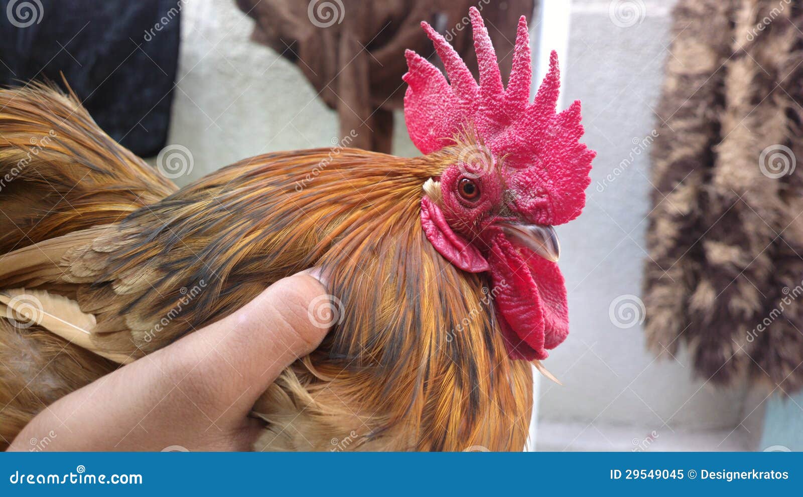Rooster Head stock image. Image of iraq, rooster, roosters - 29549045