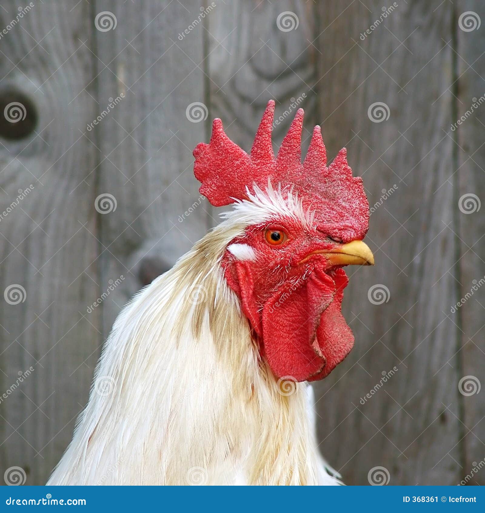 Rooster head stock image. Image of rooster, fowl, white - 368361