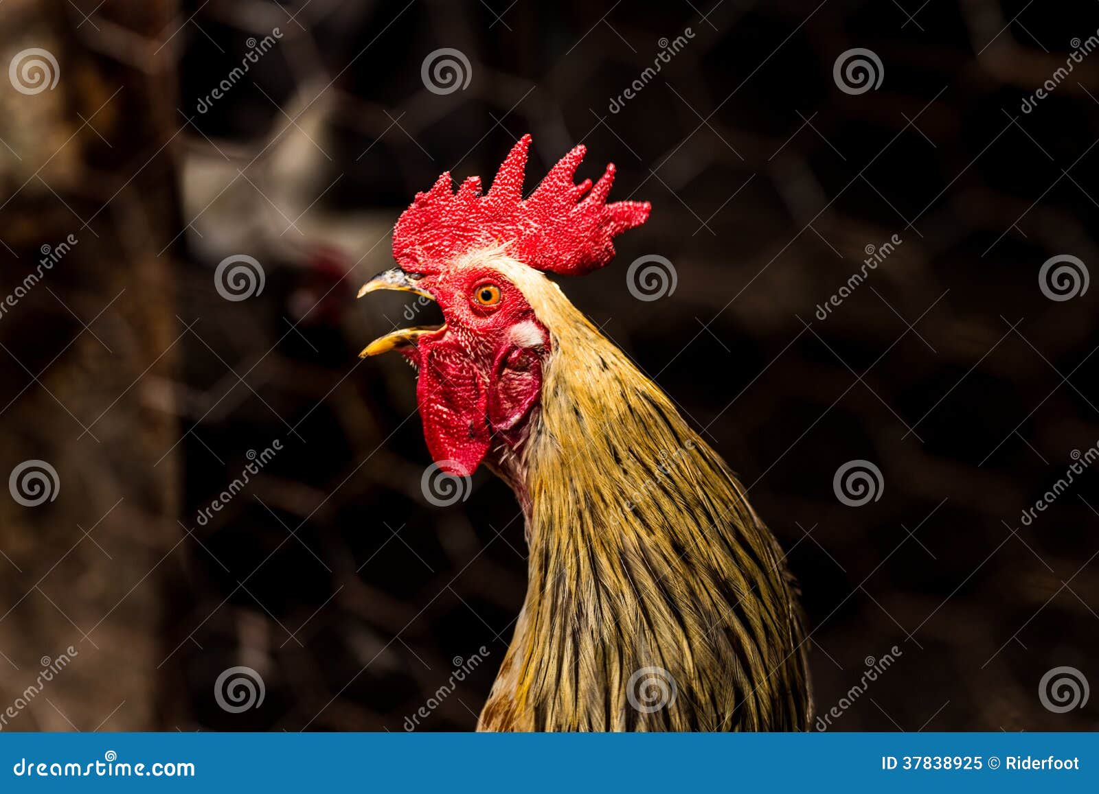 Rooster head stock image. Image of comb, talons, wings - 37838925