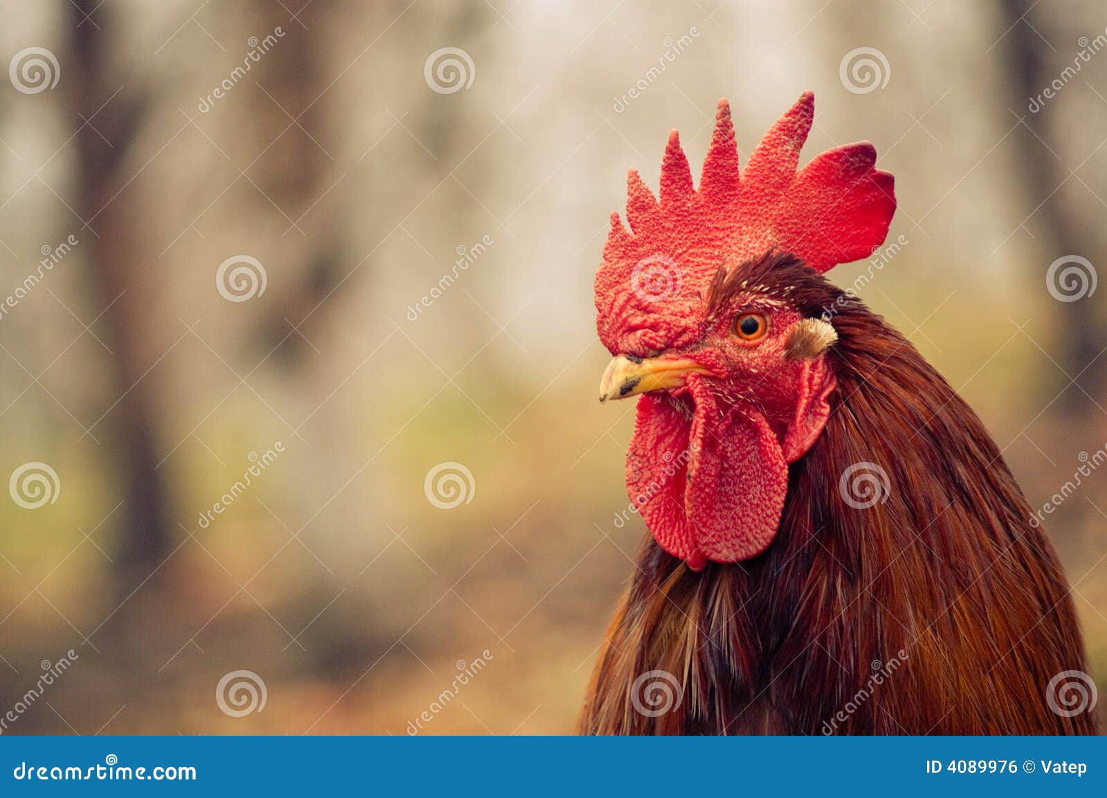 Rooster head stock photo. Image of beak, cockerel, livestock - 4089976