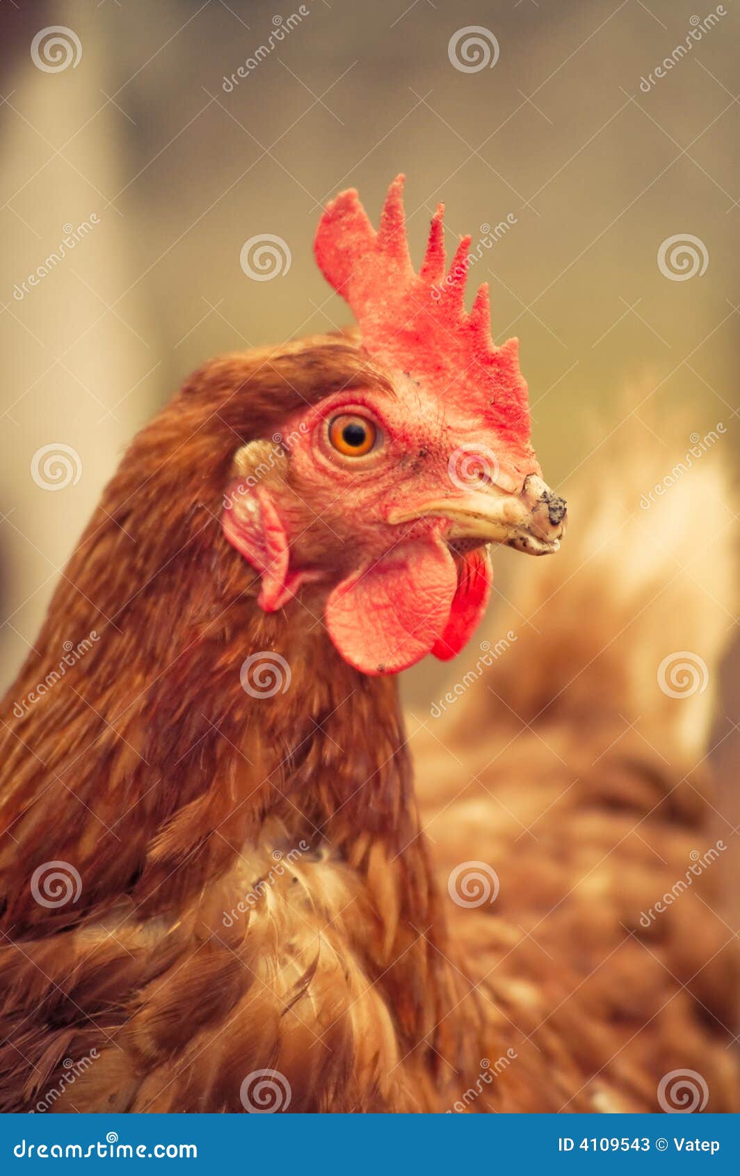 Rooster head stock image. Image of poultry, bird, cockscomb - 4109543