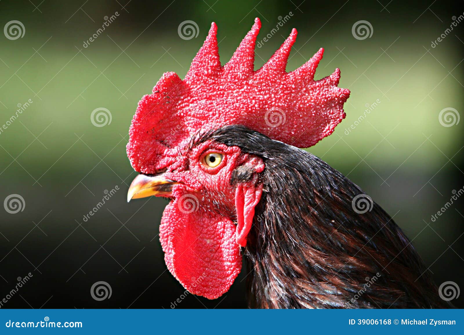 Rooster Head stock photo. Image of brown, range, head - 39006168