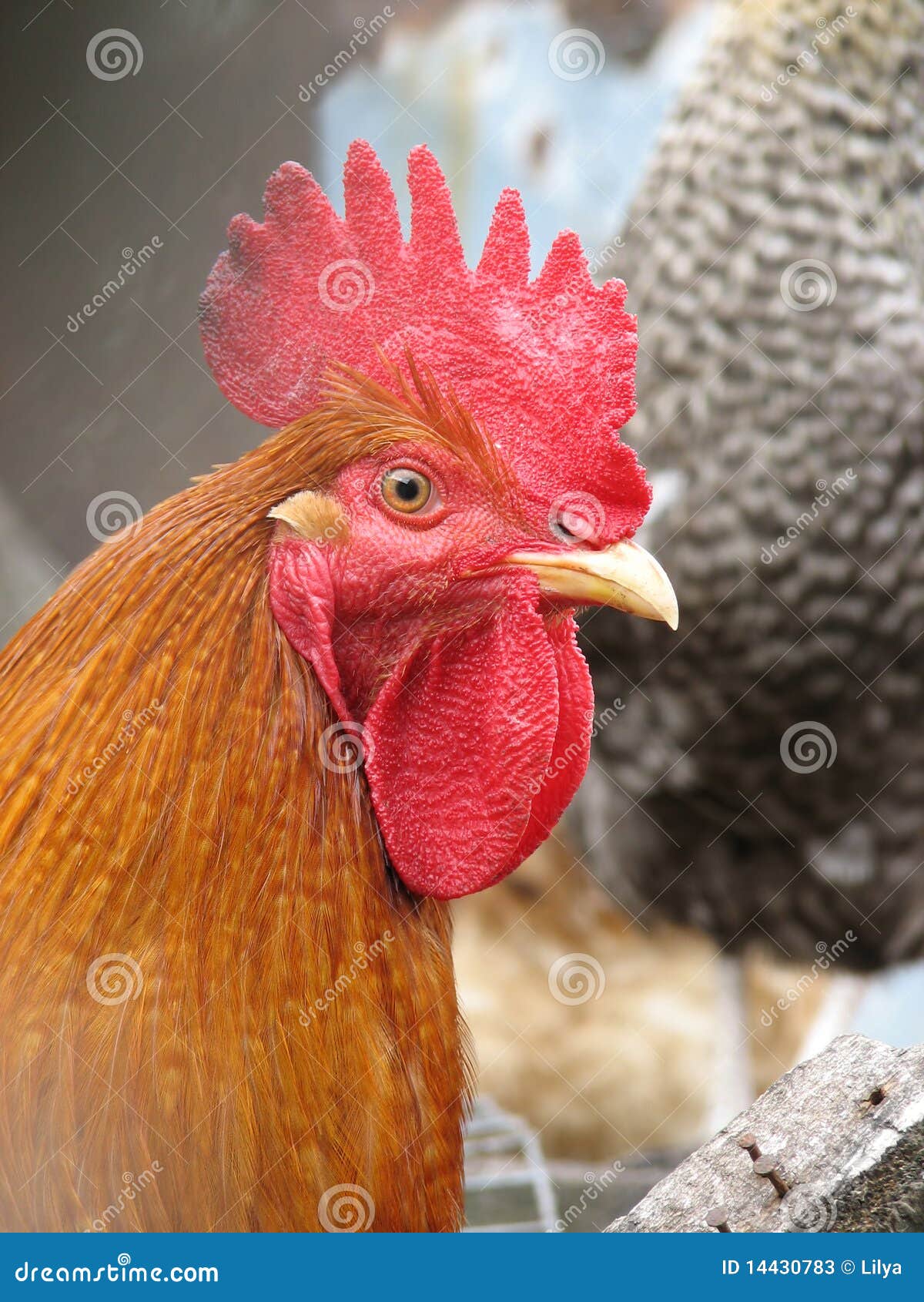 Rooster head close-up stock image. Image of bird, livestock - 14430783