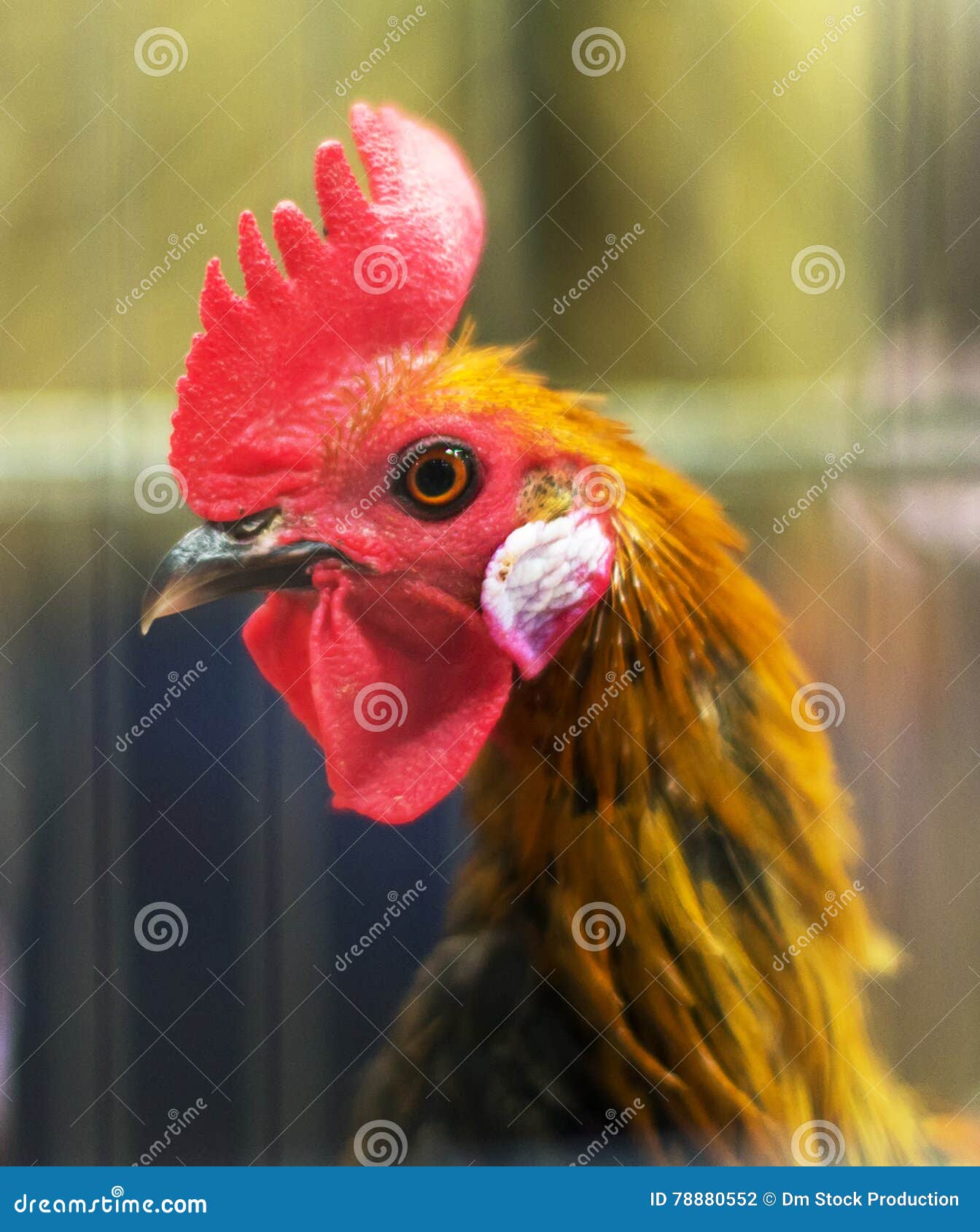 Rooster head. stock photo. Image of bird, cockerel, feather - 78880552