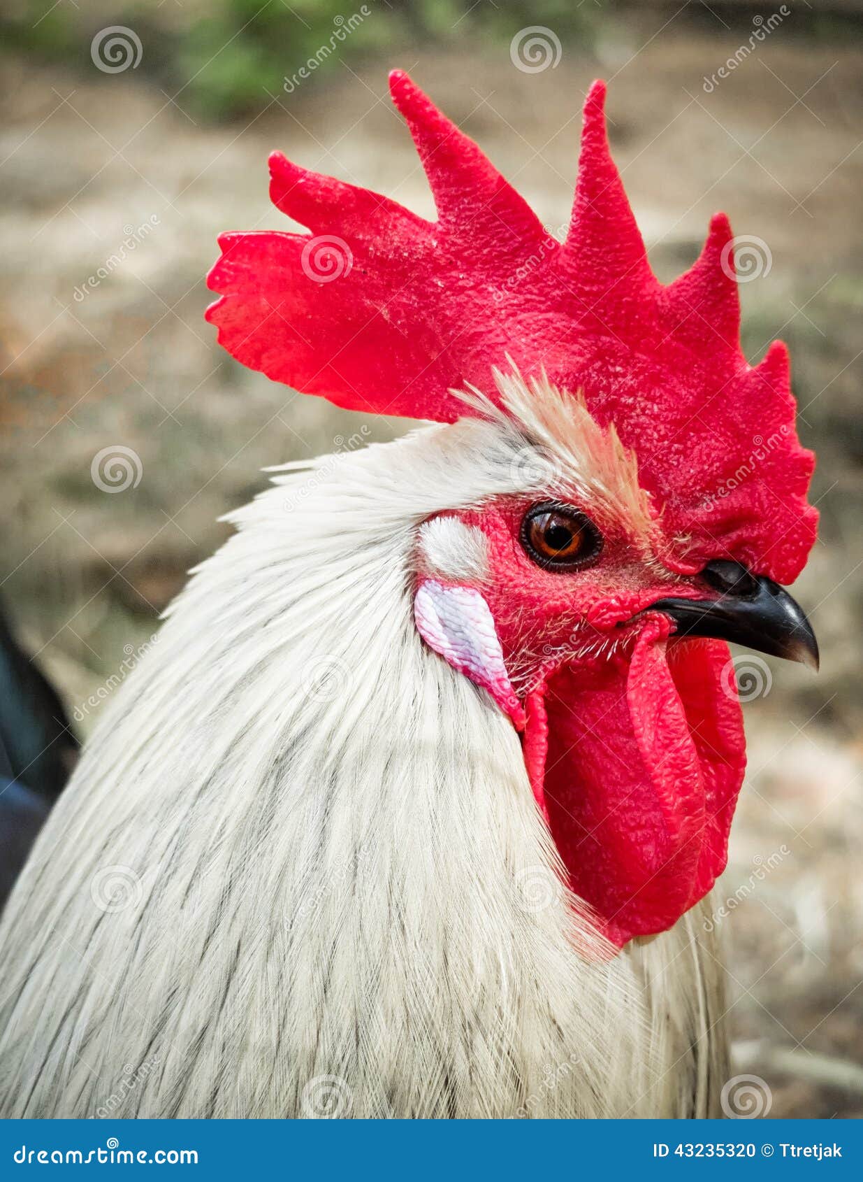 Rooster Head stock photo. Image of colourful, domestic - 43235320