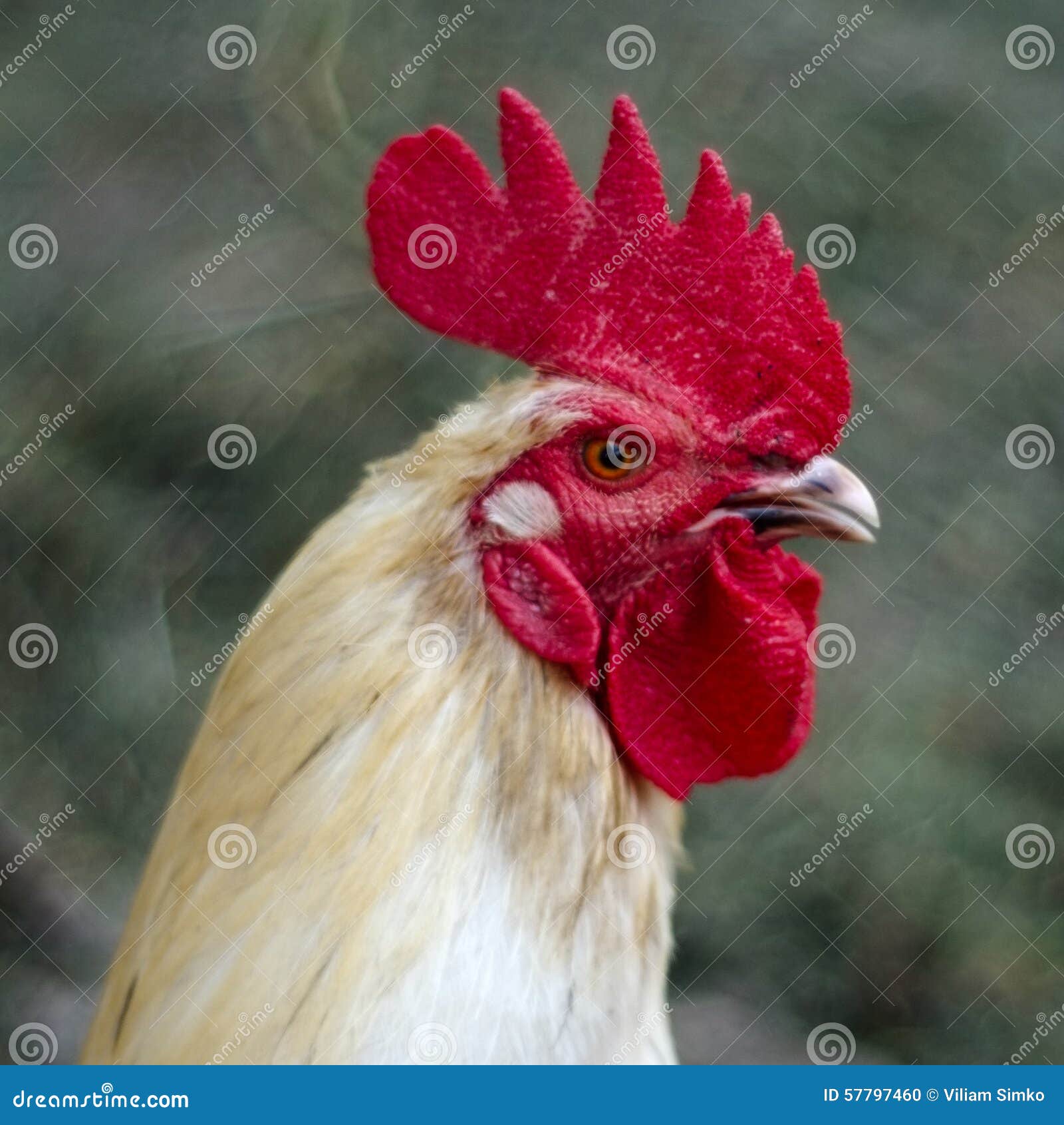 Rooster head stock photo. Image of feed, chickens, green - 57797460