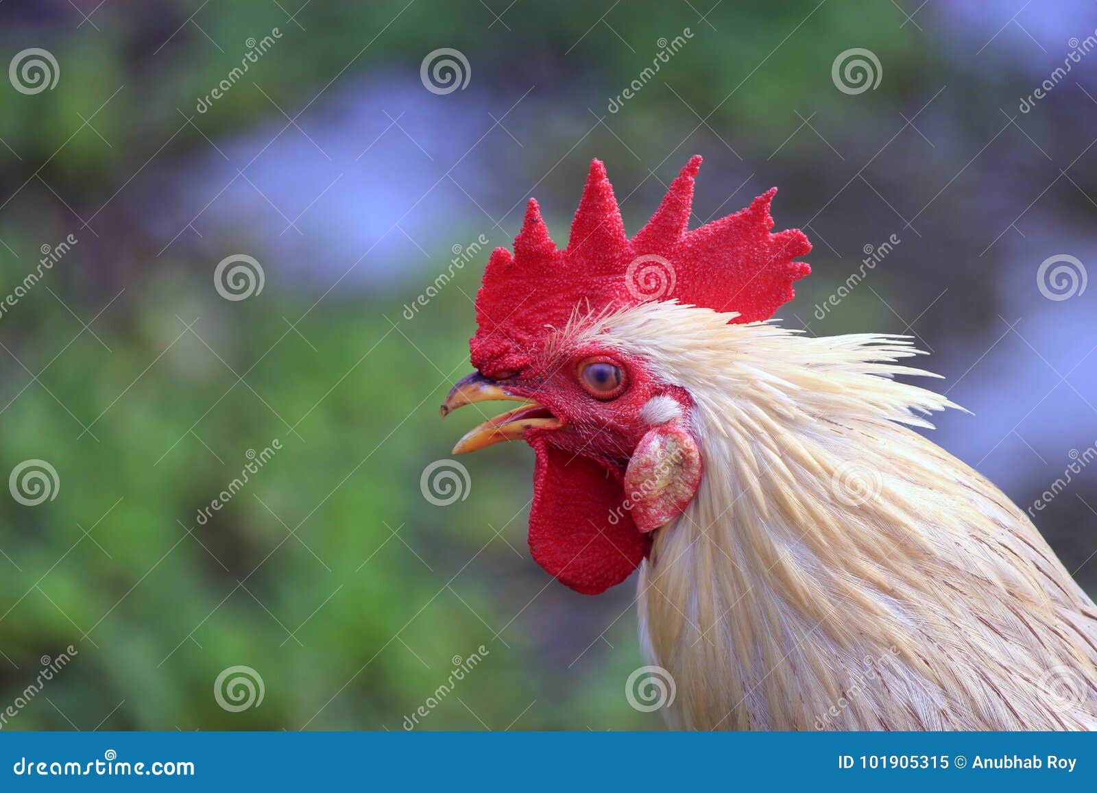 Rooster head. stock image. Image of dominant, closeup - 101905315