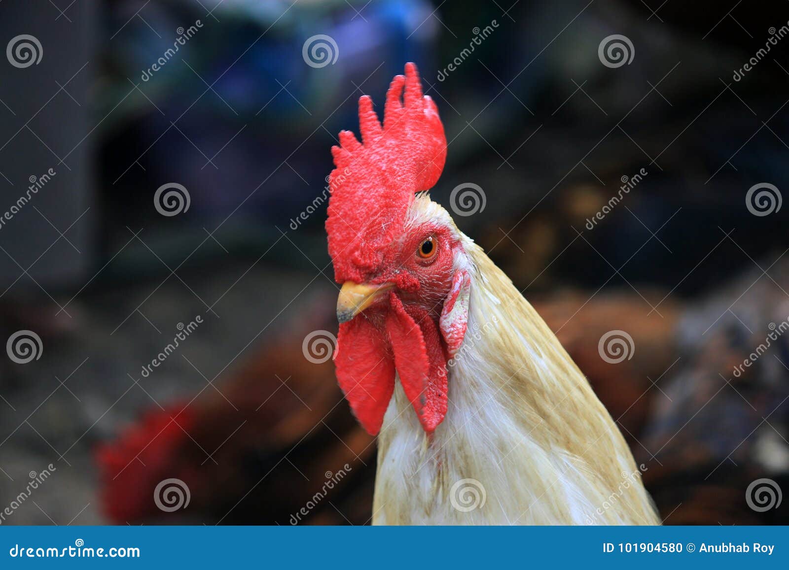 Rooster head. stock photo. Image of food, cockerel, chicken - 101904580