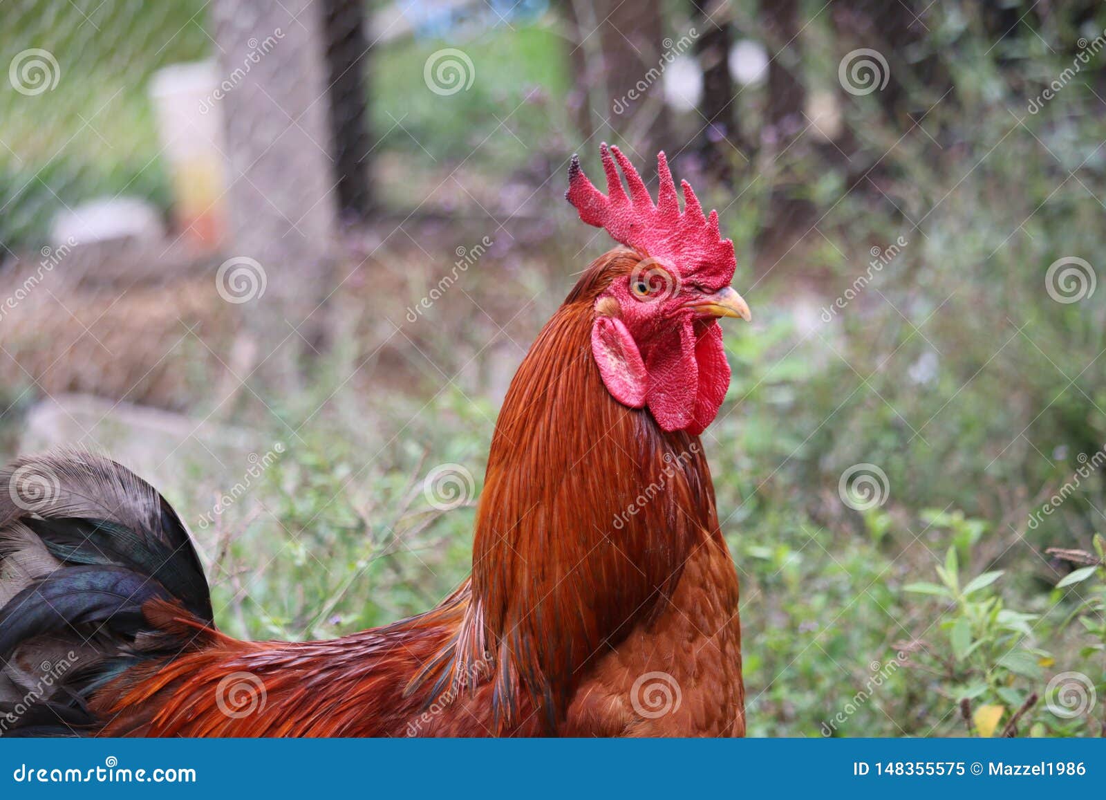 Rooster head stock image. Image of animal, colombia - 148355575