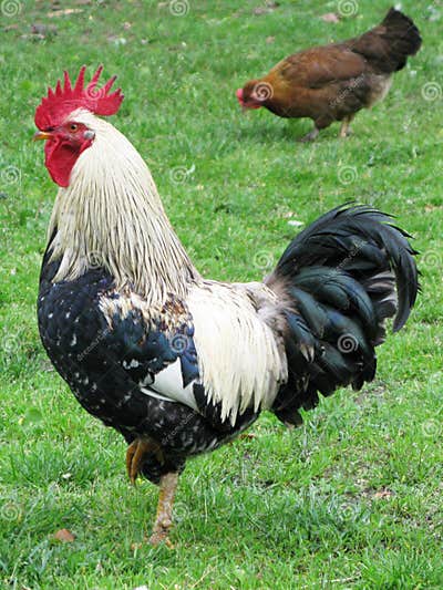 Rooster and hen stock image. Image of domestic, feeding - 5275011