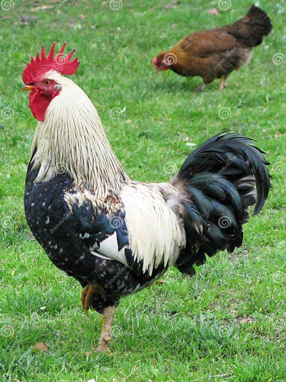 Rooster and hen stock image. Image of domestic, feeding - 5275011