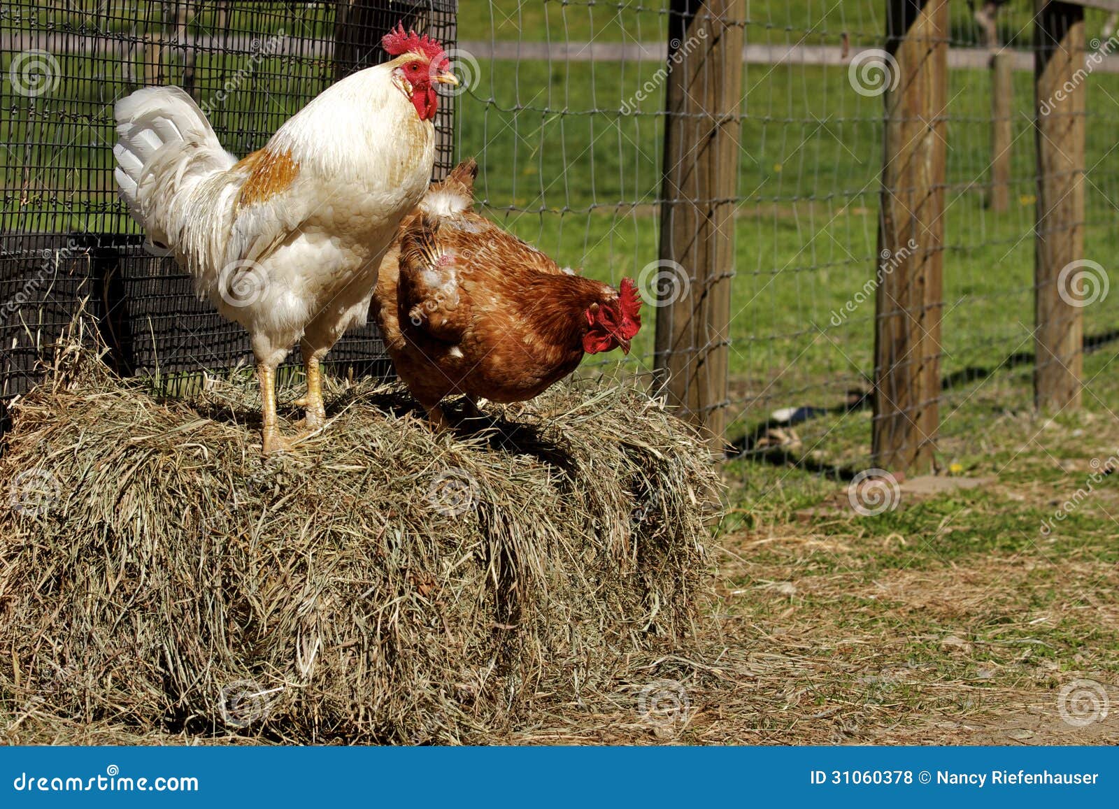 Rooster and Hen on Bale of Hay Stock Photo - Image of fence, perch ...