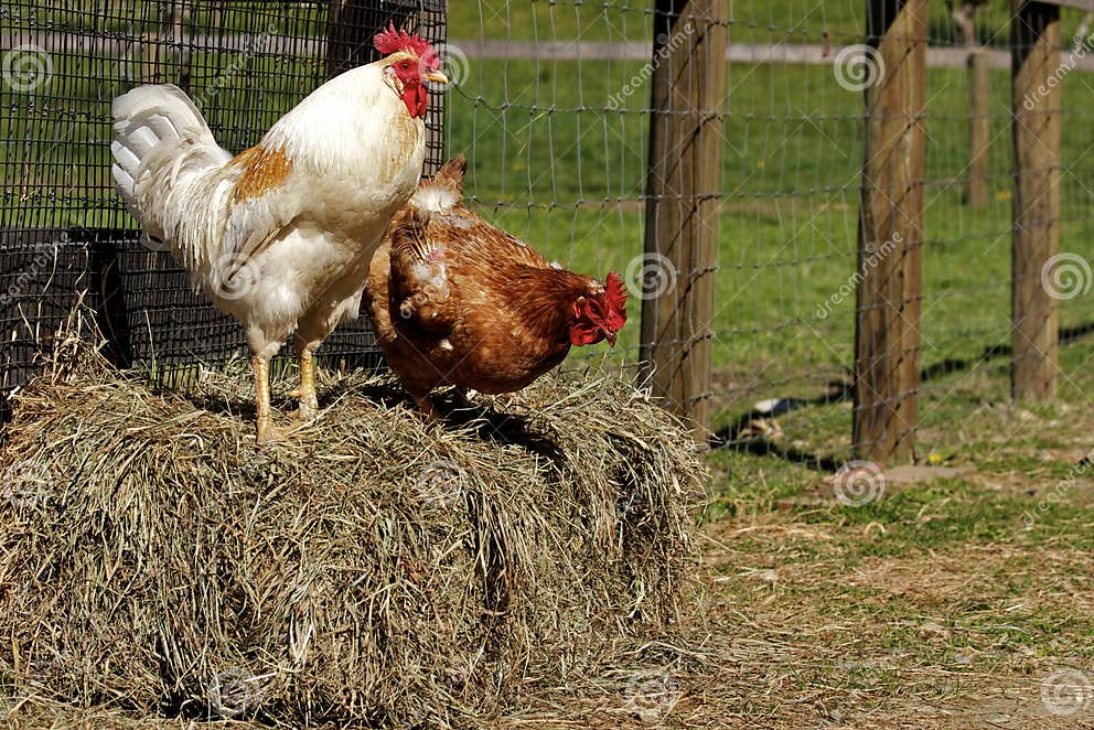 Rooster and Hen on Bale of Hay Stock Photo - Image of fence, perch ...