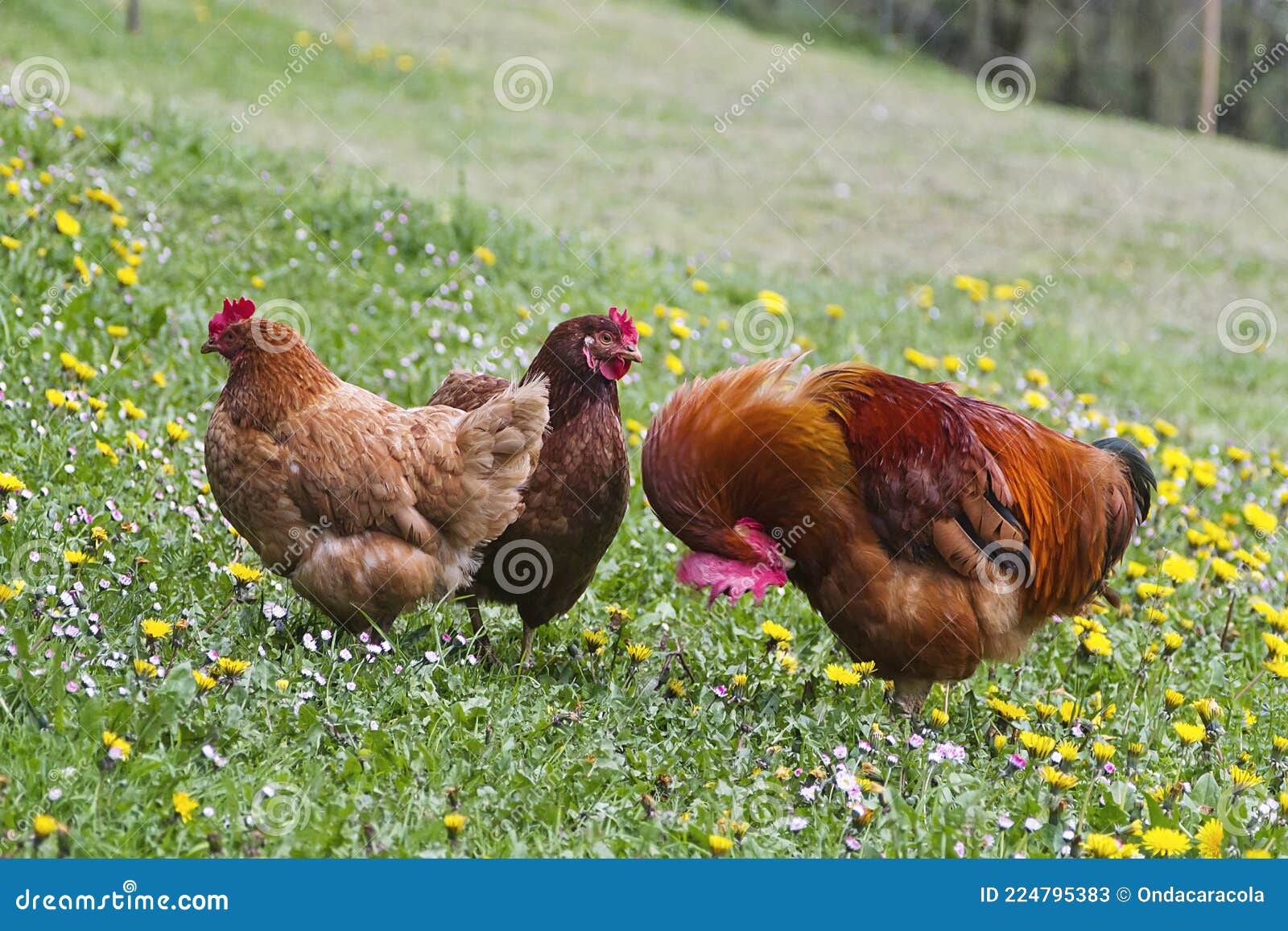 Rooster and hen stock image. Image of countryside, grass - 224795383