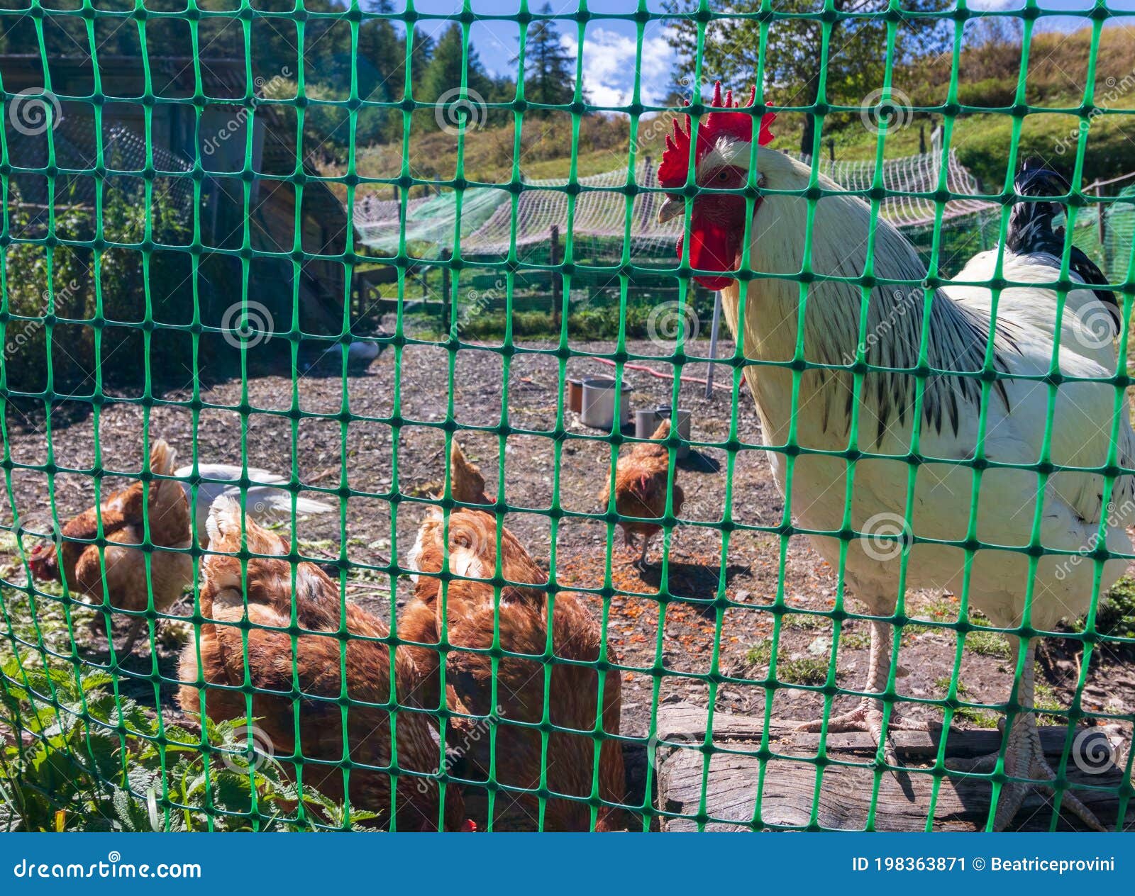 Rooster and Hen in the Chicken Coop in Mountain Stock Image - Image of ...