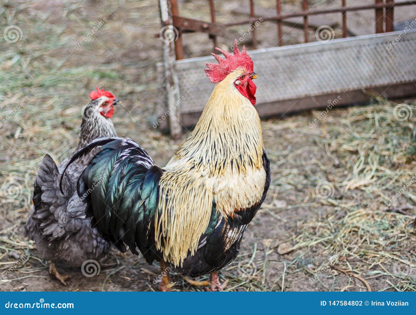 Rooster and Hen on a Chicken Farm Stock Photo - Image of agriculture ...