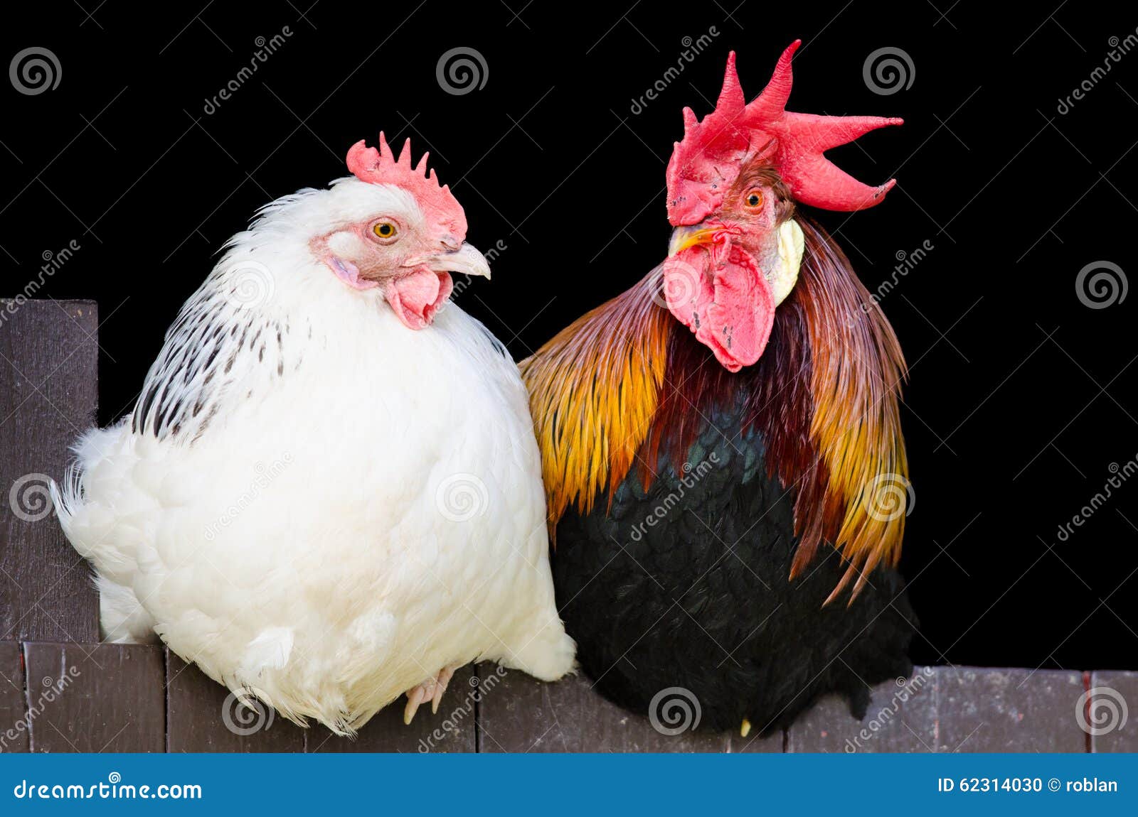 Rooster and hen couple stock photo. Image of male, neck - 62314030