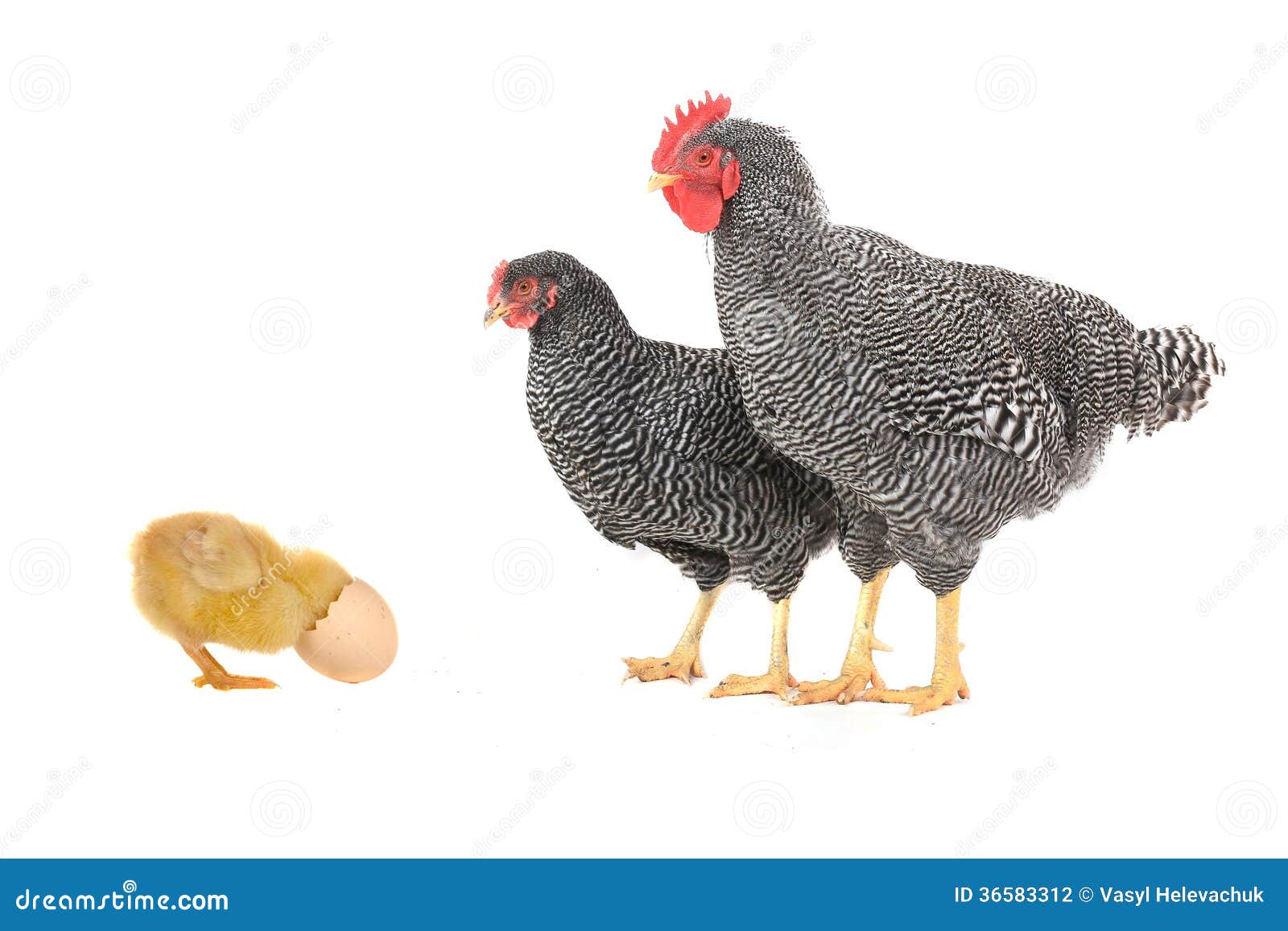 Rooster and hen stock photo. Image of grow, chicken, livestock - 36583312
