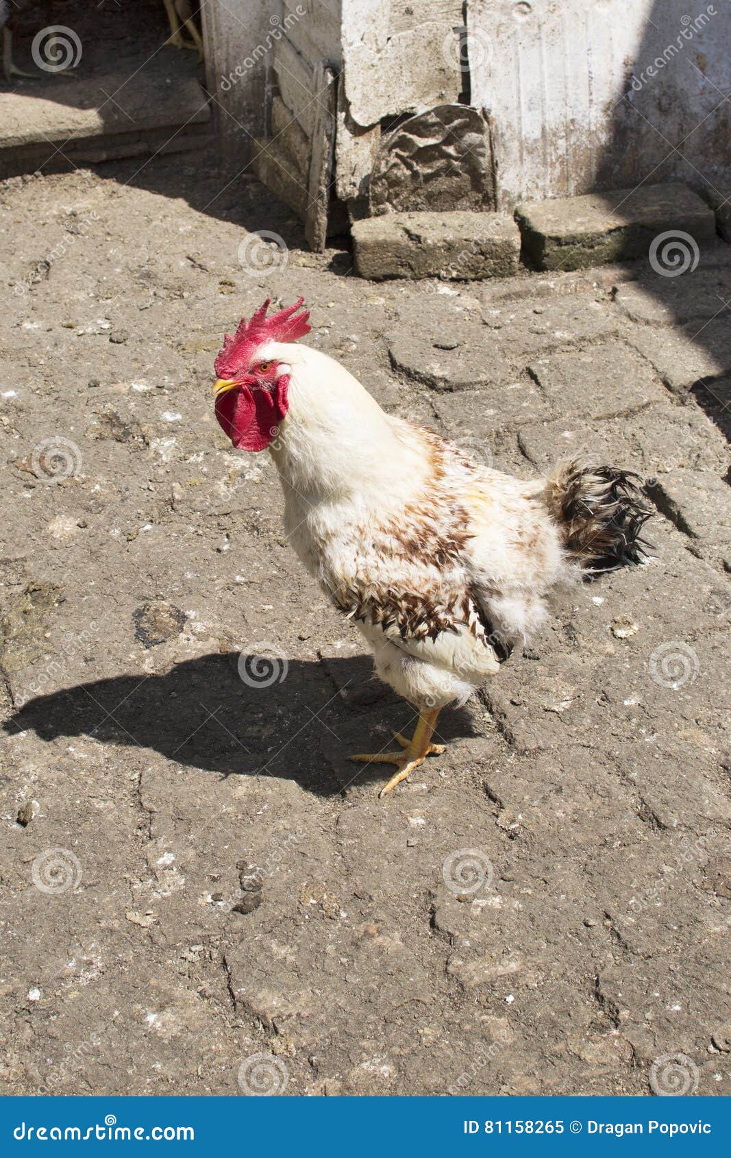 Rooster in the hen house stock image. Image of head, beautiful - 81158265