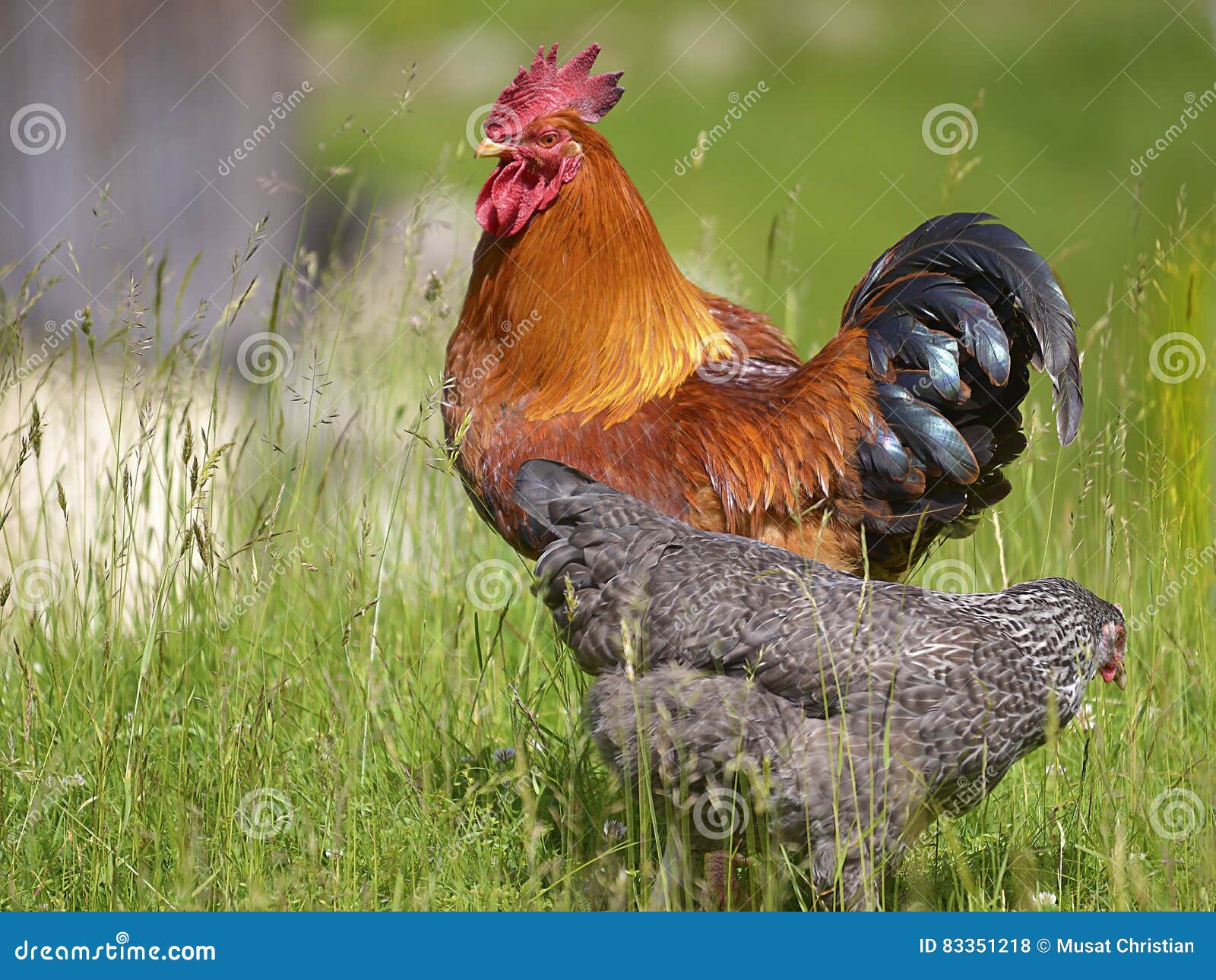 Rooster and hen stock photo. Image of domesticated, tail - 83351218