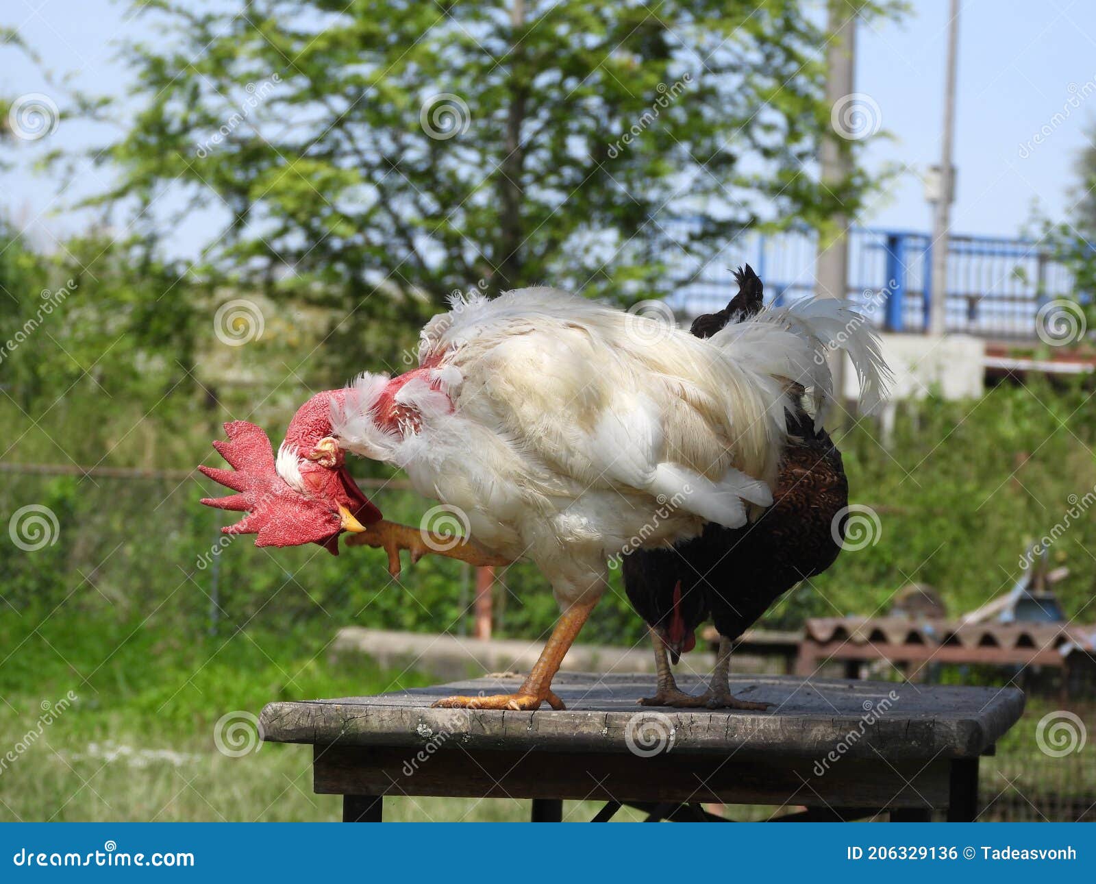 Rooster and Hen on the Table 8 Stock Photo - Image of friendly ...