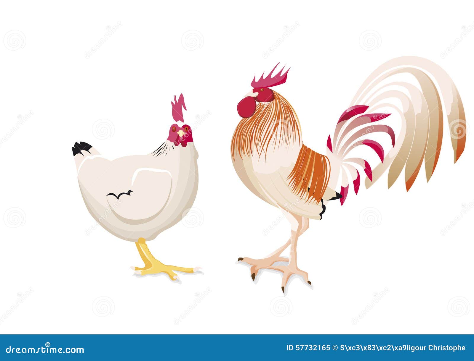 Rooster and hen in talking stock vector. Illustration of animals - 57732165
