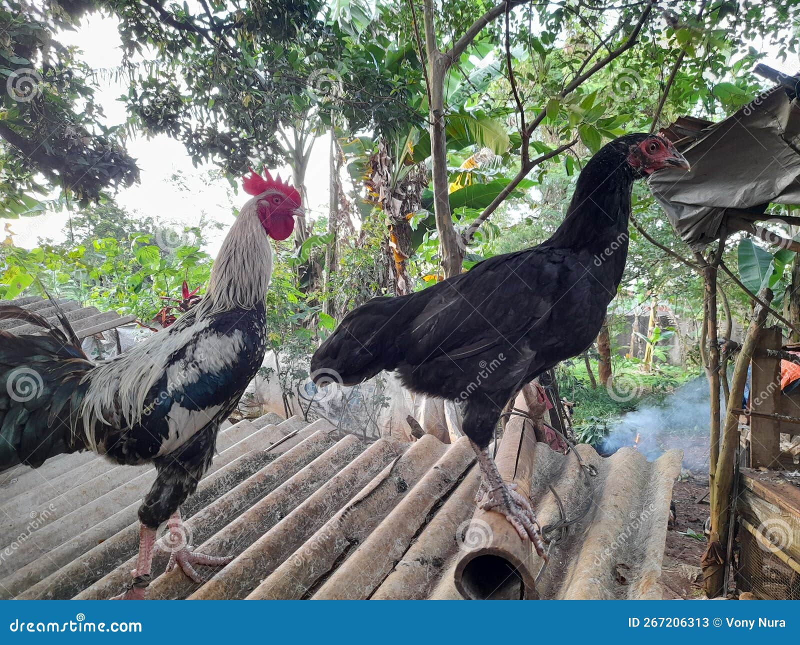 Rooster and Hen on the Tiled Roof Stock Image - Image of parrot ...