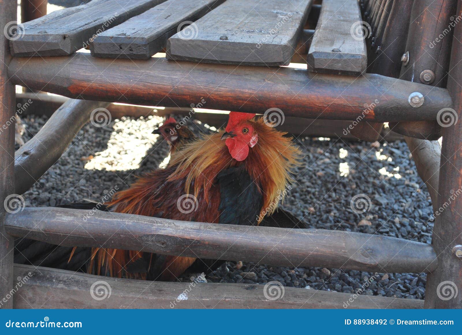 Rooster and Hen Under the Bench Stock Photo - Image of bird, gorgeous ...