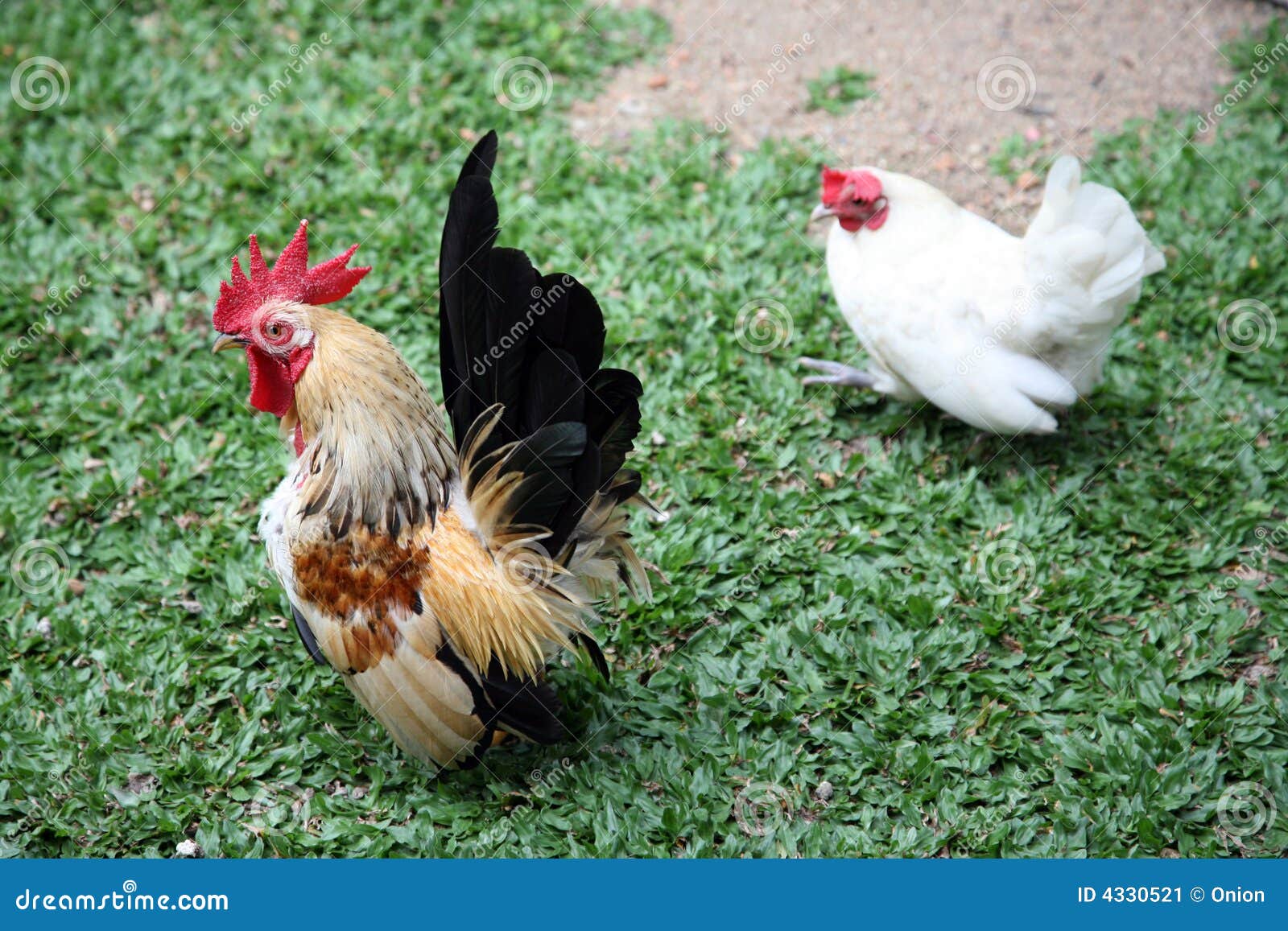 Rooster and hen walking stock image. Image of daylight - 4330521