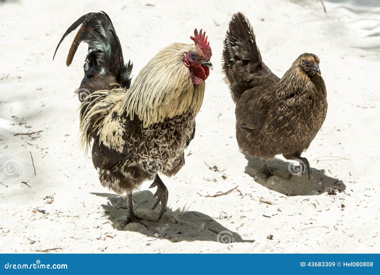 A Beautiful Colored Hawaiian Turkeyfish Also Known As Hawaiian Lionfish ...