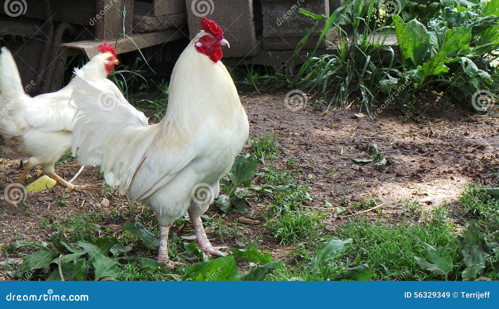Rooster And Hen Royalty-Free Stock Photography | CartoonDealer.com ...