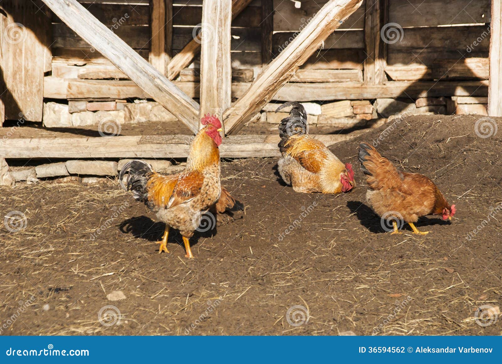 Rooster and hens stock photo. Image of barnyard, farming - 36594562