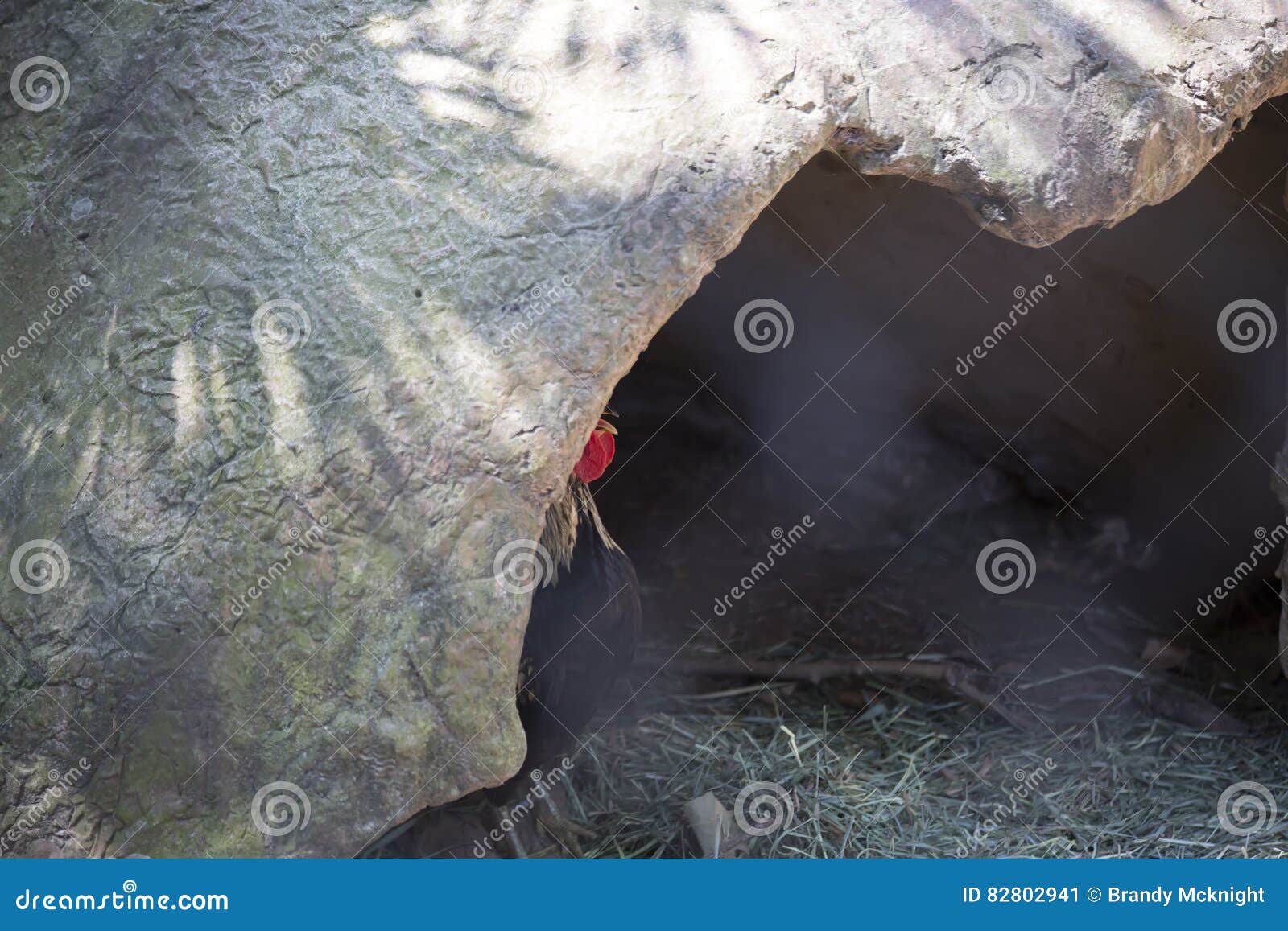 Rooster stock image. Image of chicken, humane, farm, feather - 82802941