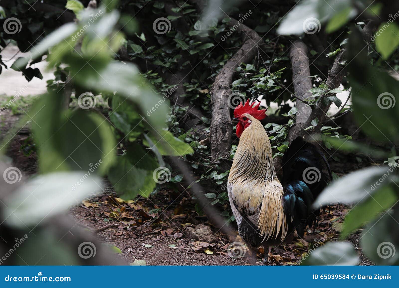 Rooster hiding in bushes stock photo. Image of nature - 65039584