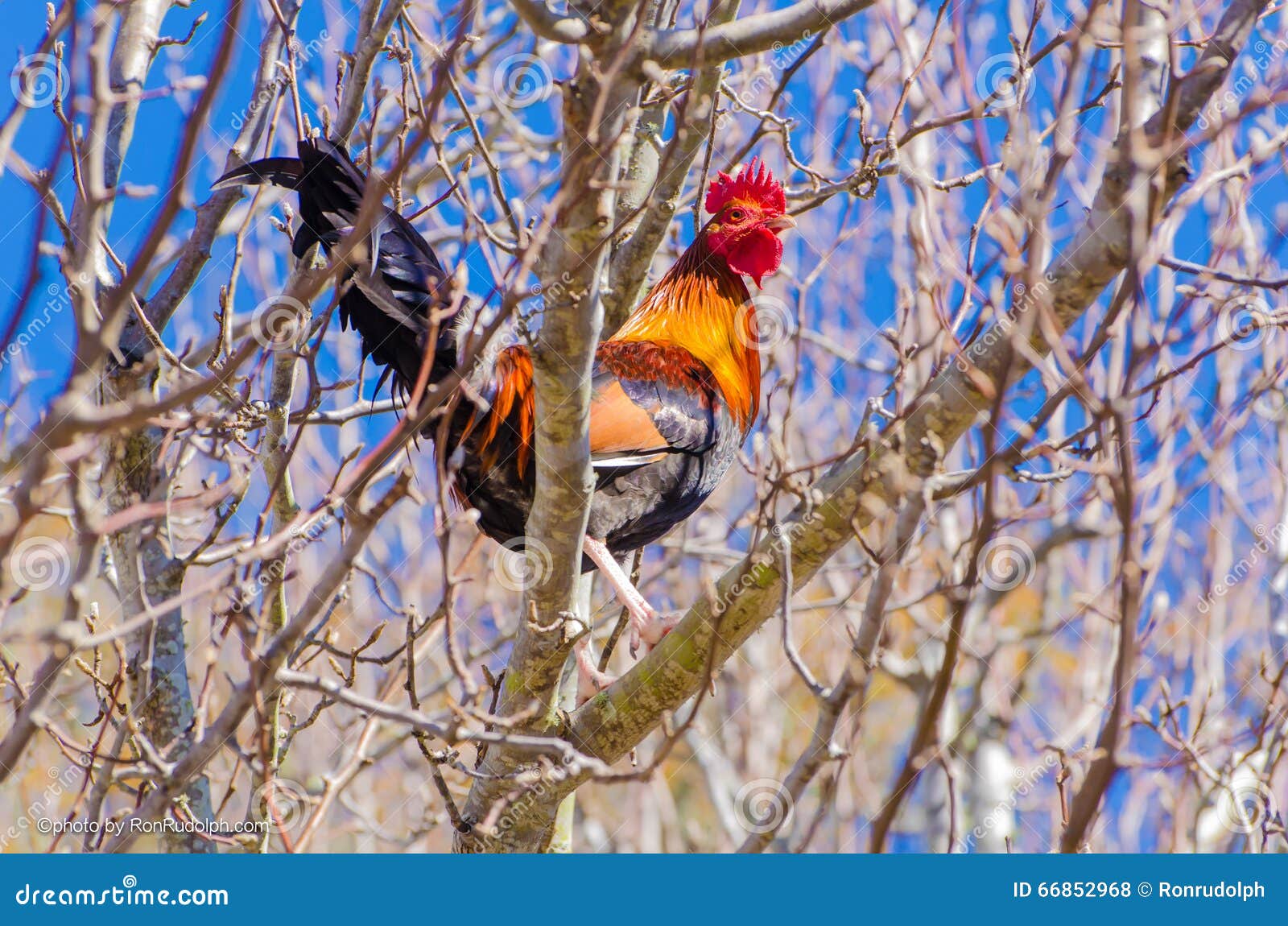 Rooster stock photo. Image of domestic, forgotten, blue - 66852968