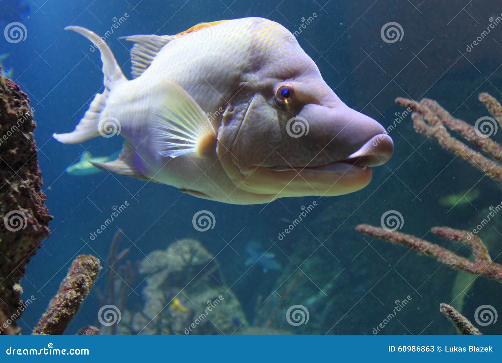 Rooster hogfish stock image. Image of atlantic, maximus - 60986863