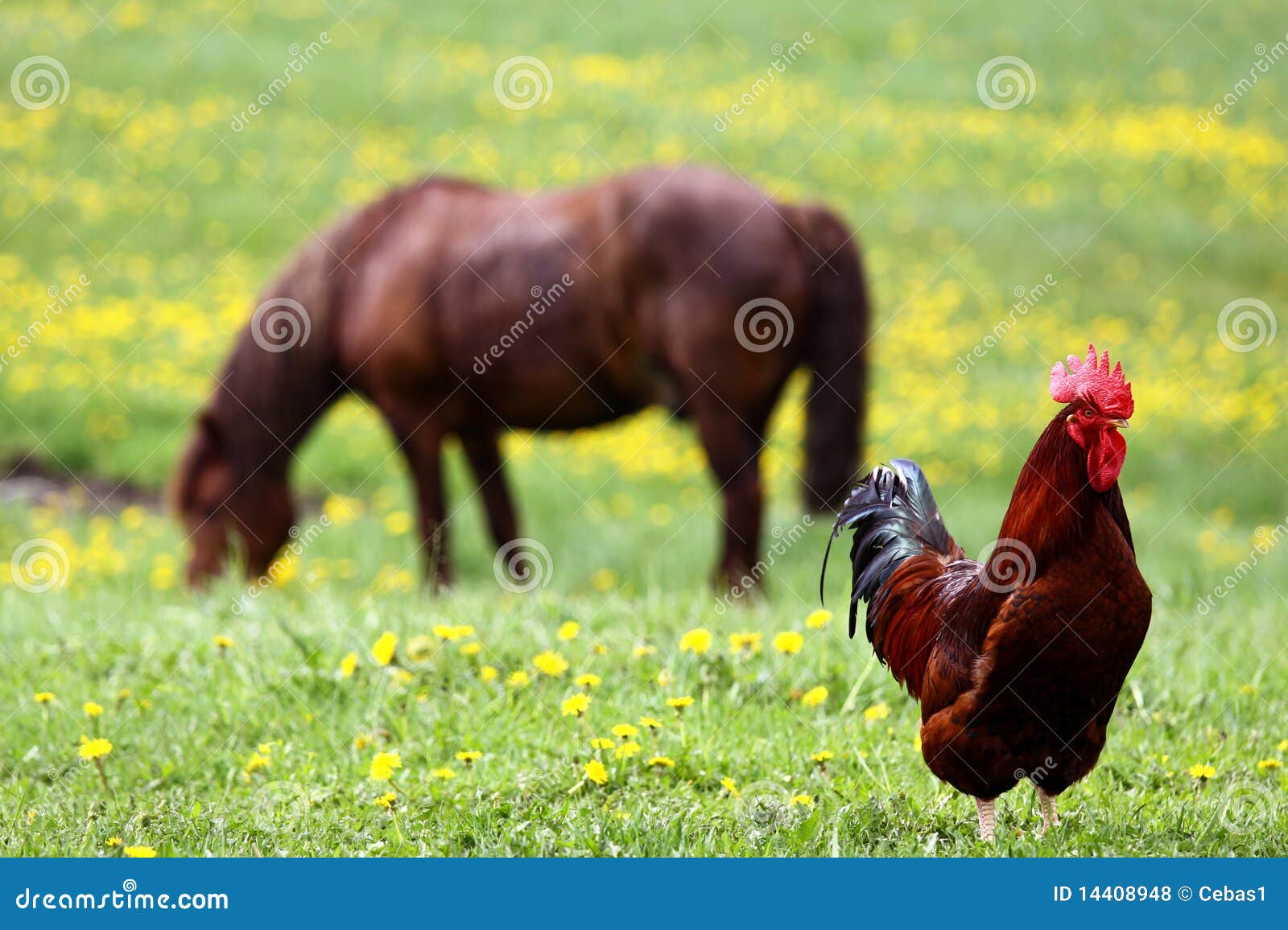 Rooster and the horse stock photo. Image of animal, comb - 14408948