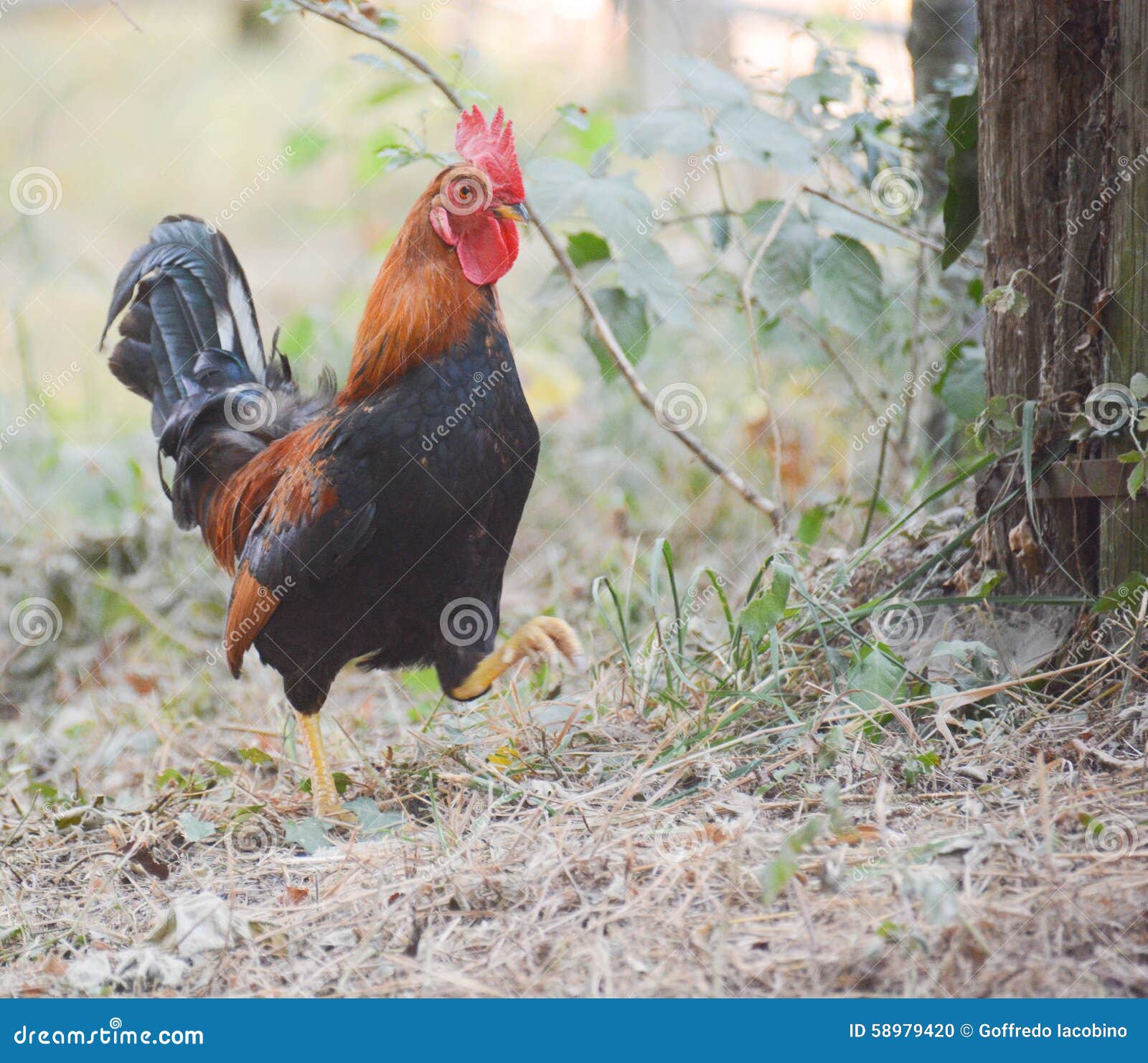 Rooster impressive stock photo. Image of cockscomb, chick - 58979420