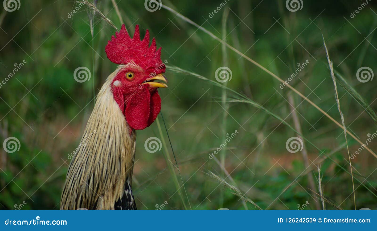 Rooster stock image. Image of indian, village, farms - 126242509
