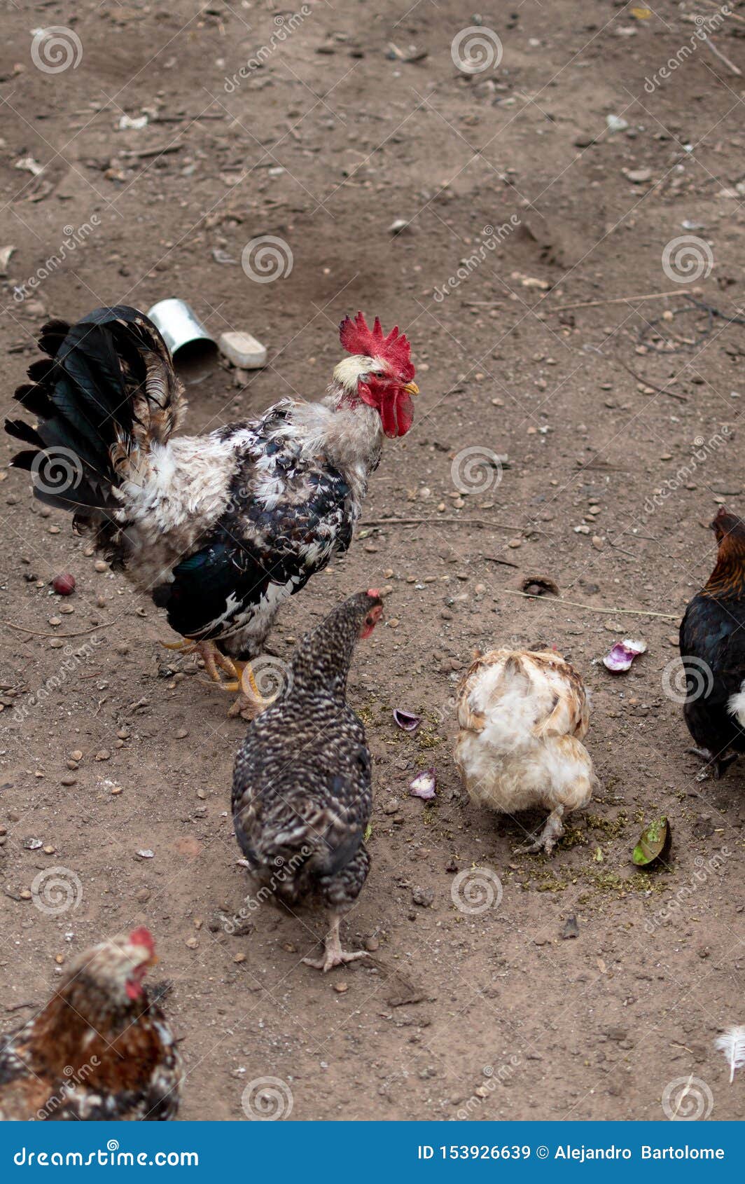 Rooster inside the fence stock image. Image of poultry - 153926639